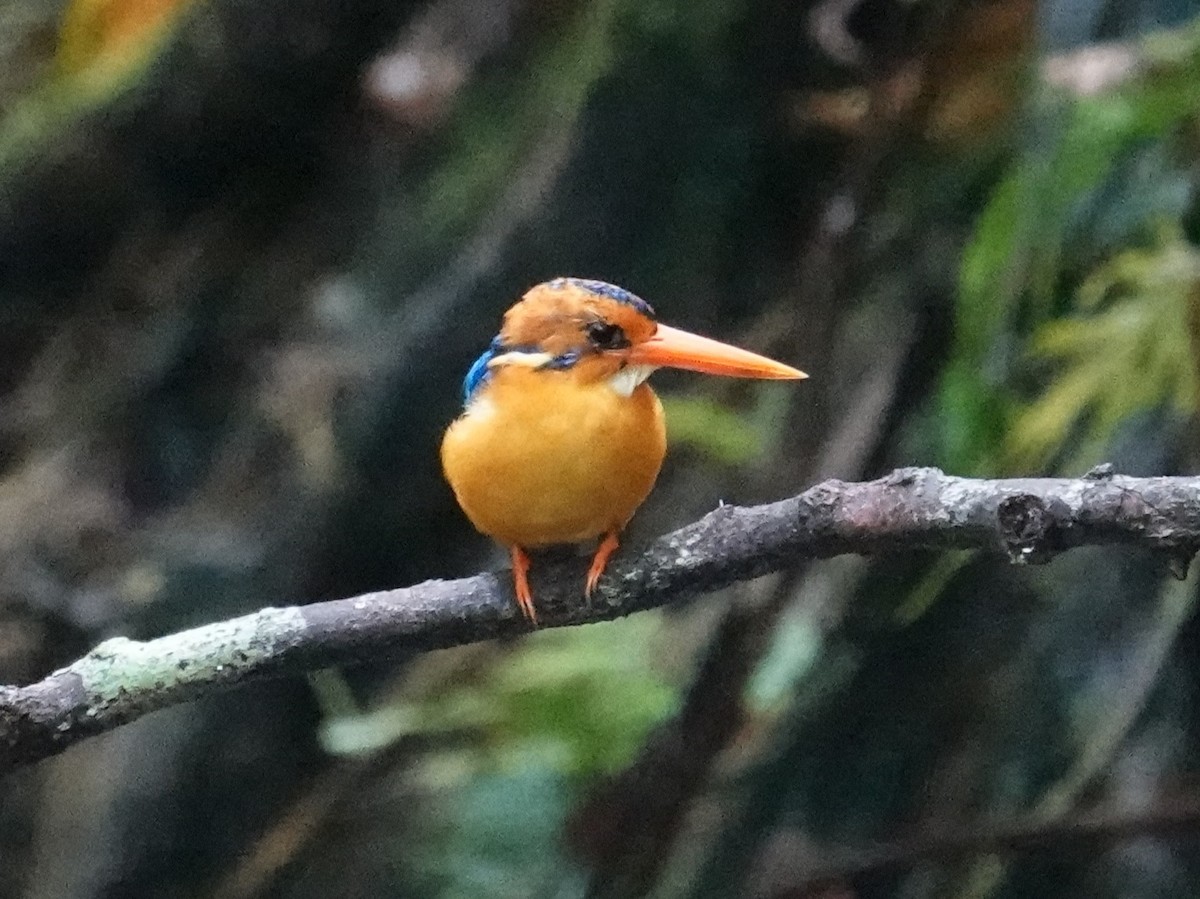 Manus Dwarf-Kingfisher - Ceyx dispar - Birds of the World