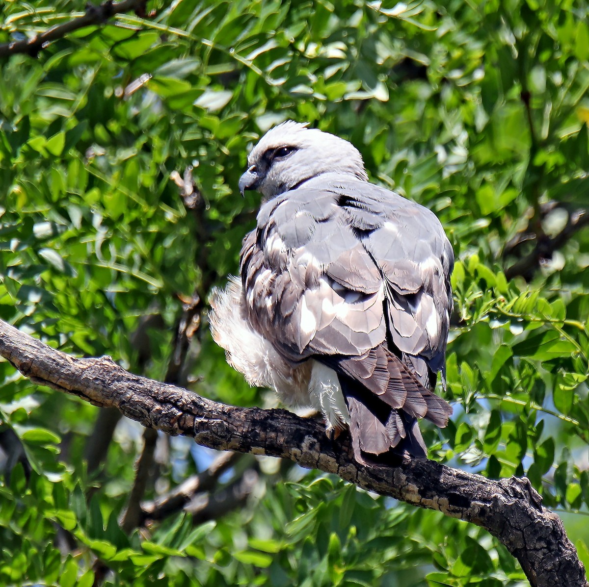 eBird Checklist - 18 Jun 2024 - Imperial - 4 species