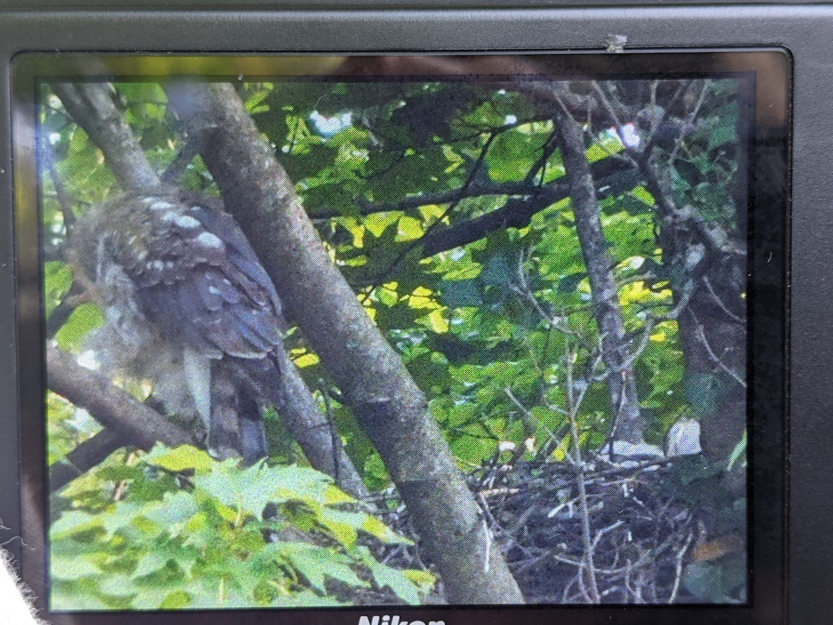 eBird Checklist - 21 Jun 2024 - personal spot 2 - 18 species