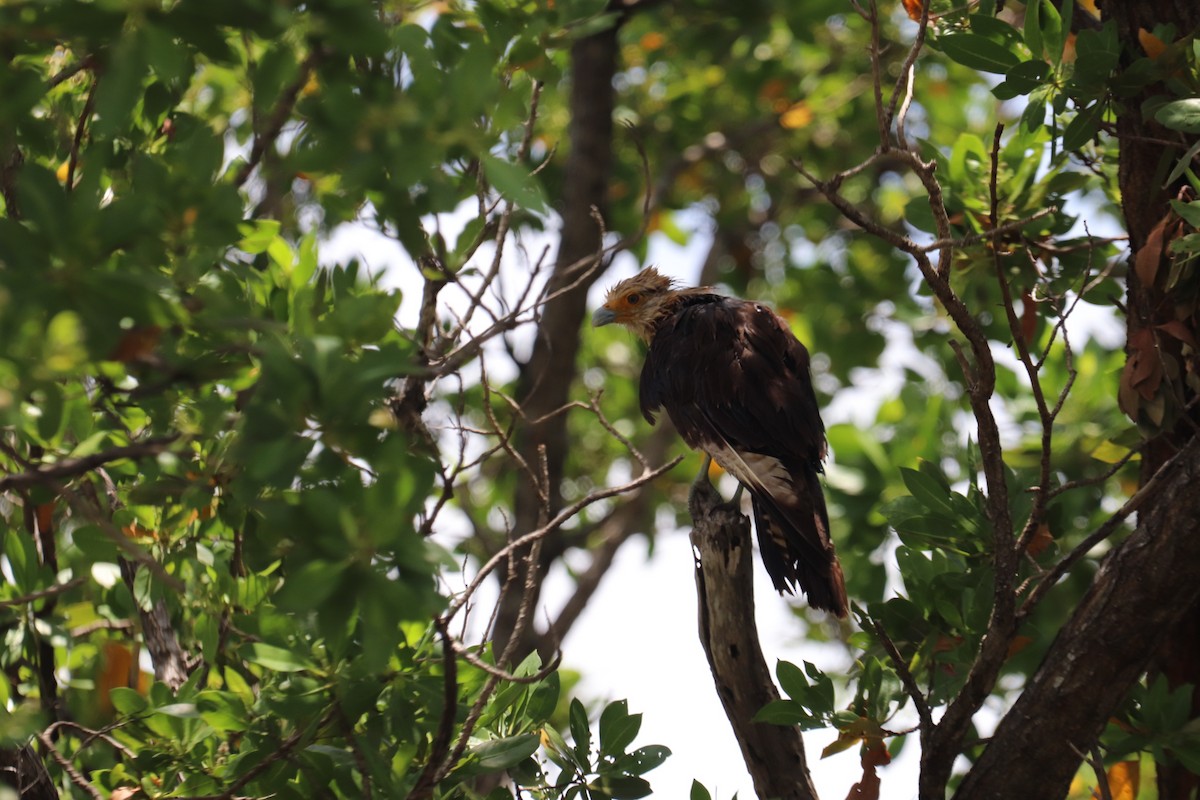 eBird Checklist - 22 Jun 2024 - Oleta River State Park, North Miami US ...