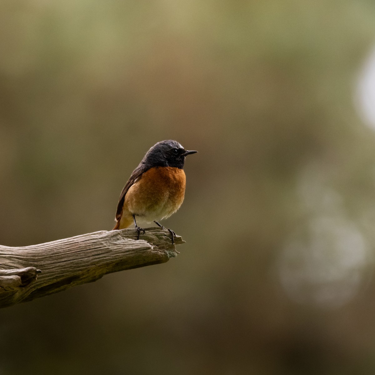 eBird Checklist - 9 Jun 2024 - East Wretham Heath - 44 species