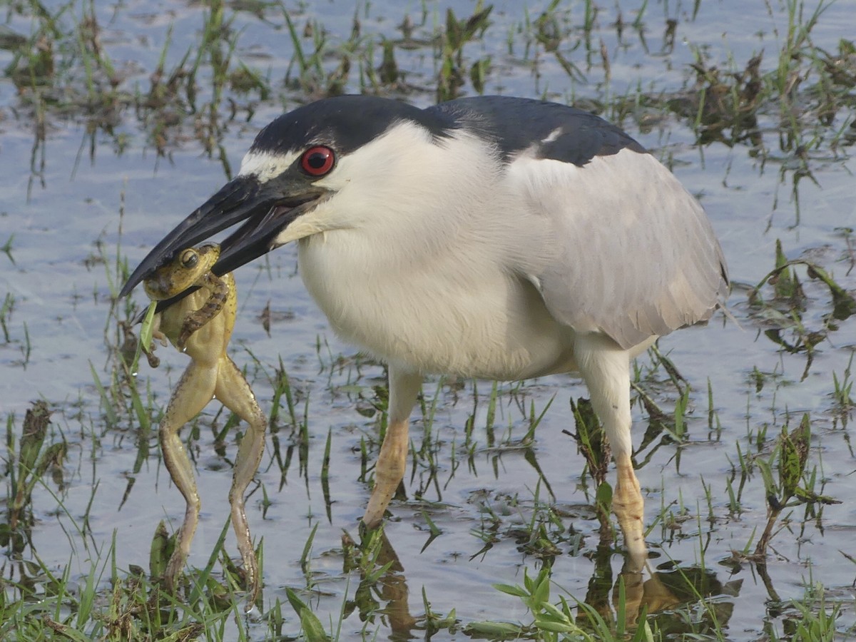 eBird Checklist - 17 Jun 2024 - Weedon Island Preserve - 1 species