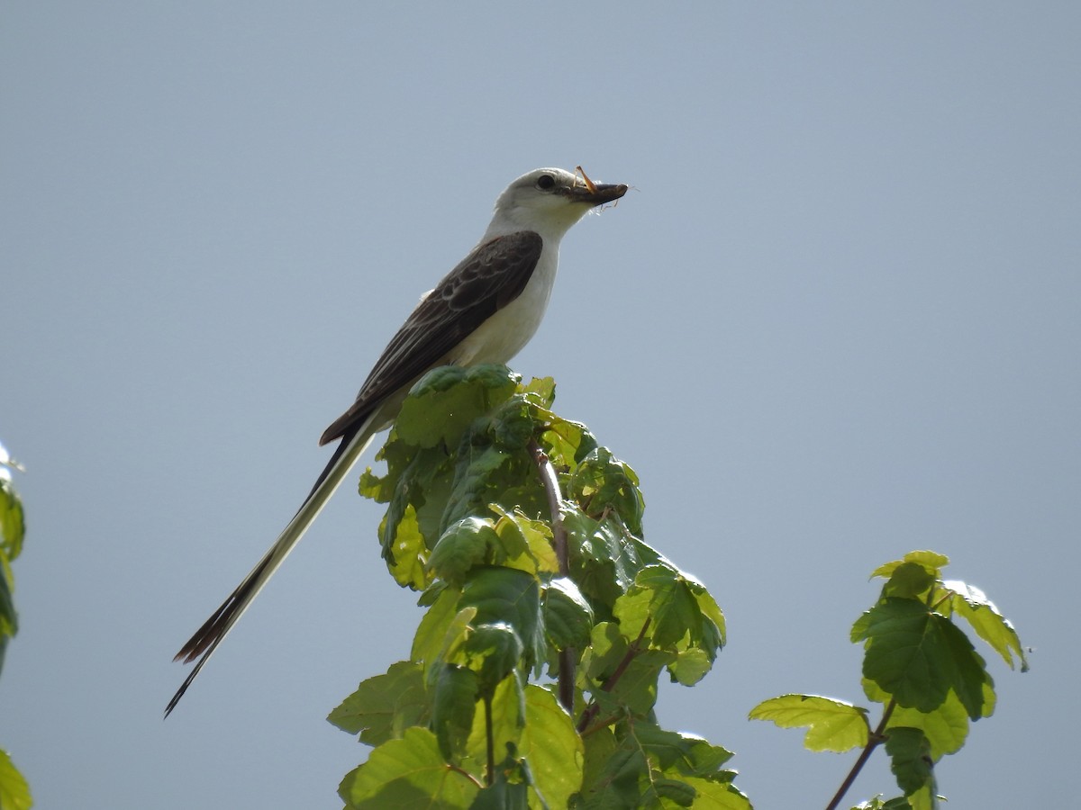 North Carolina Bird Atlas Checklist - 22 Jun 2024 - stakeout Scissor-tailed Flycatcher, York ...