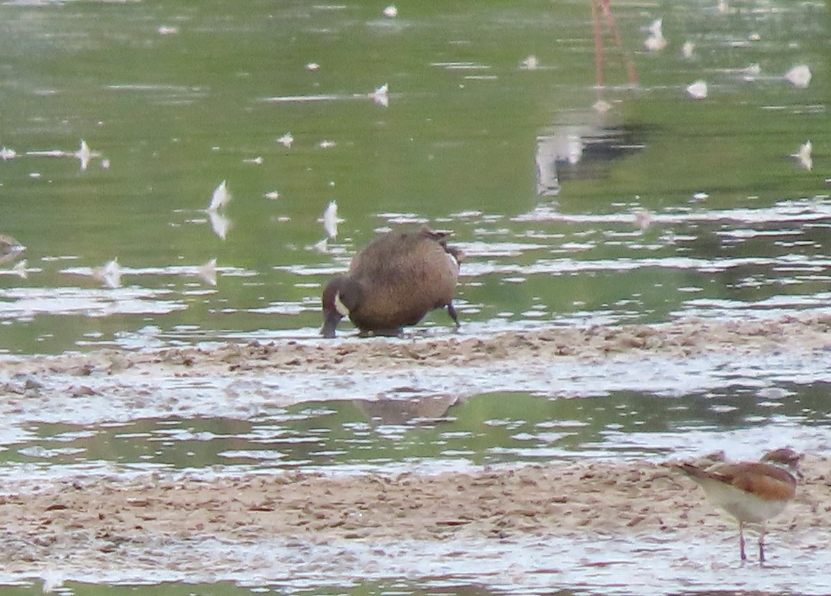 eBird Checklist - 22 Jun 2024 - Riparian Preserve at Gilbert Water ...