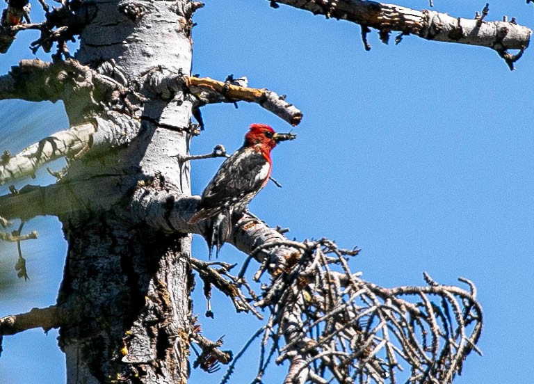 eBird Checklist - 22 Jun 2024 - Angeles NF--Blue Ridge Road (CA-2 to ...