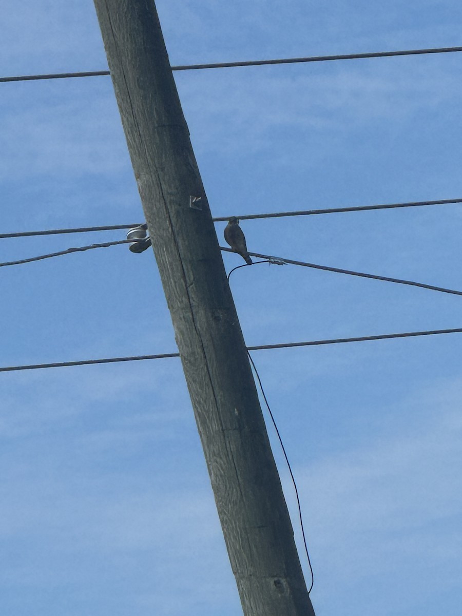eBird Checklist - 22 Jun 2024 - Dekalb County Landfill - 11 species