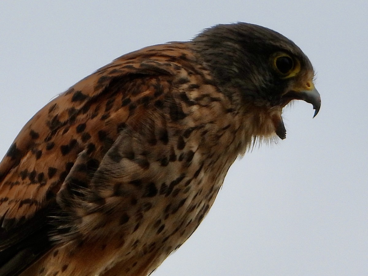 eBird Checklist - 22 Jun 2024 - Buenavista del Norte--Campo de golf ...