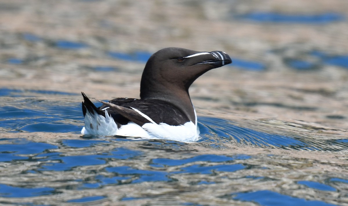 eBird Checklist - 17 Jun 2024 - Isles of Scilly--Eastern Isles - 11 species