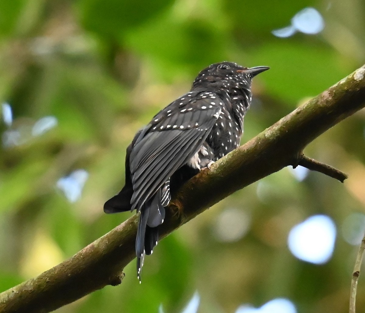 eBird Checklist - 23 Jun 2024 - Ulu Sembawang Park Connector - 5 species