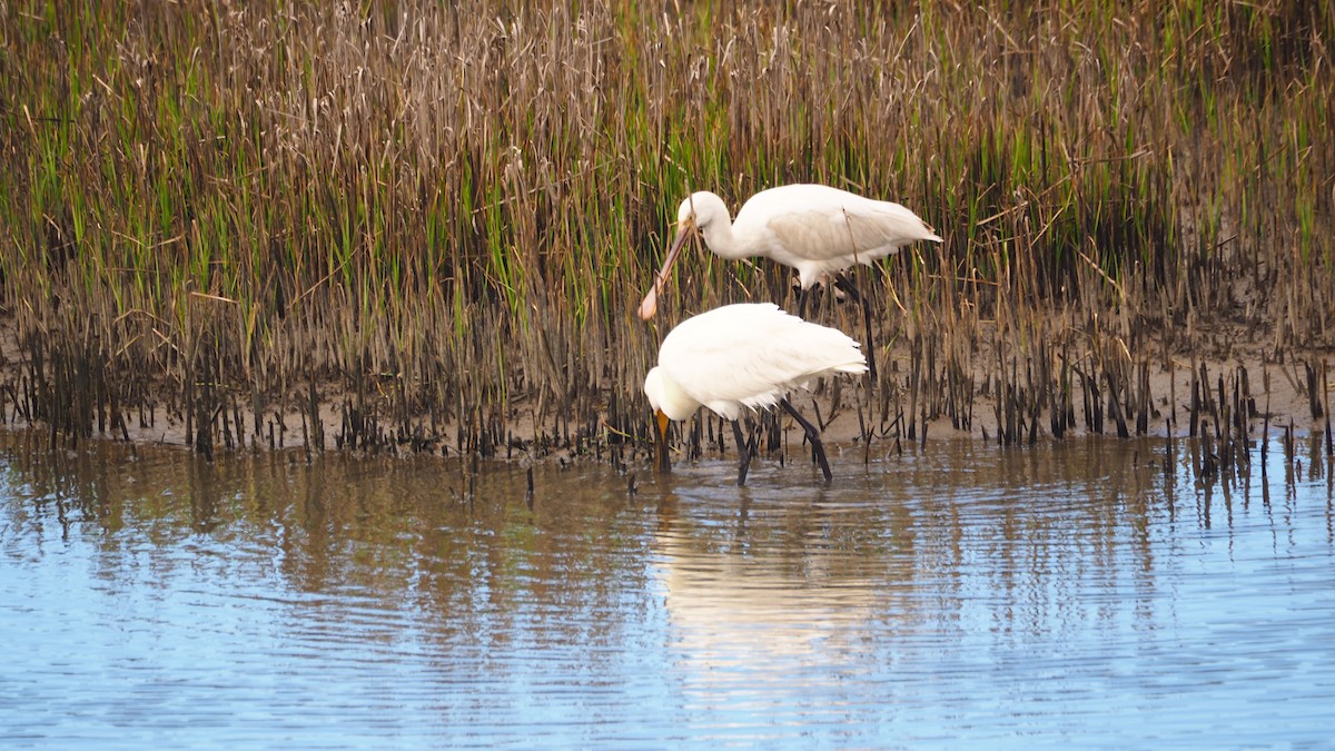 eBird Checklist - 13 Apr 2022 - RNL Estuário do Douro--área geral - 37 ...