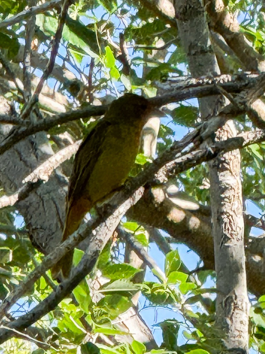 eBird Checklist - 23 Jun 2024 - I-20 Pond/Jenna Welch Nature Ctr. (FWTX ...