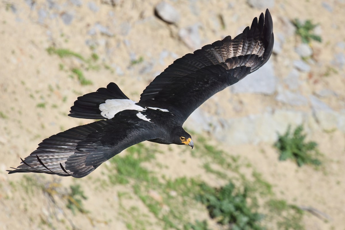 eBird Checklist - 23 Jun 2024 - Langebaan Quarry - 30 species