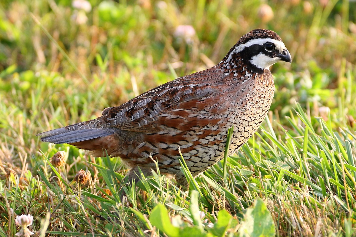 Maryland-DC Breeding Bird Atlas Checklist - 23 Jun 2024 - Swan Harbor ...