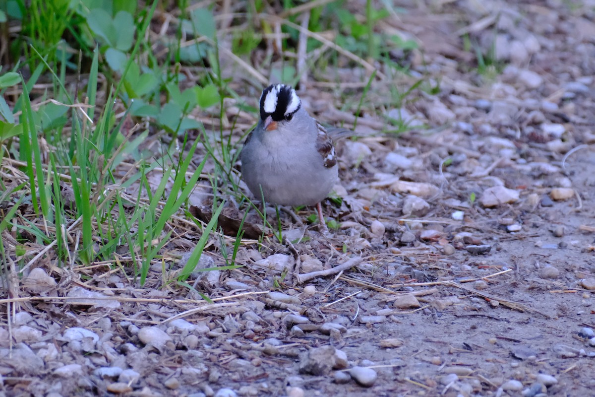 eBird Checklist - 23 Jun 2024 - Big Cottonwood Canyon--Silver Lake - 12 ...