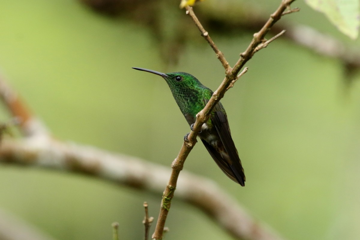 eBird Checklist - 23 Jul 2018 - Chivor. Colombia - 11 species