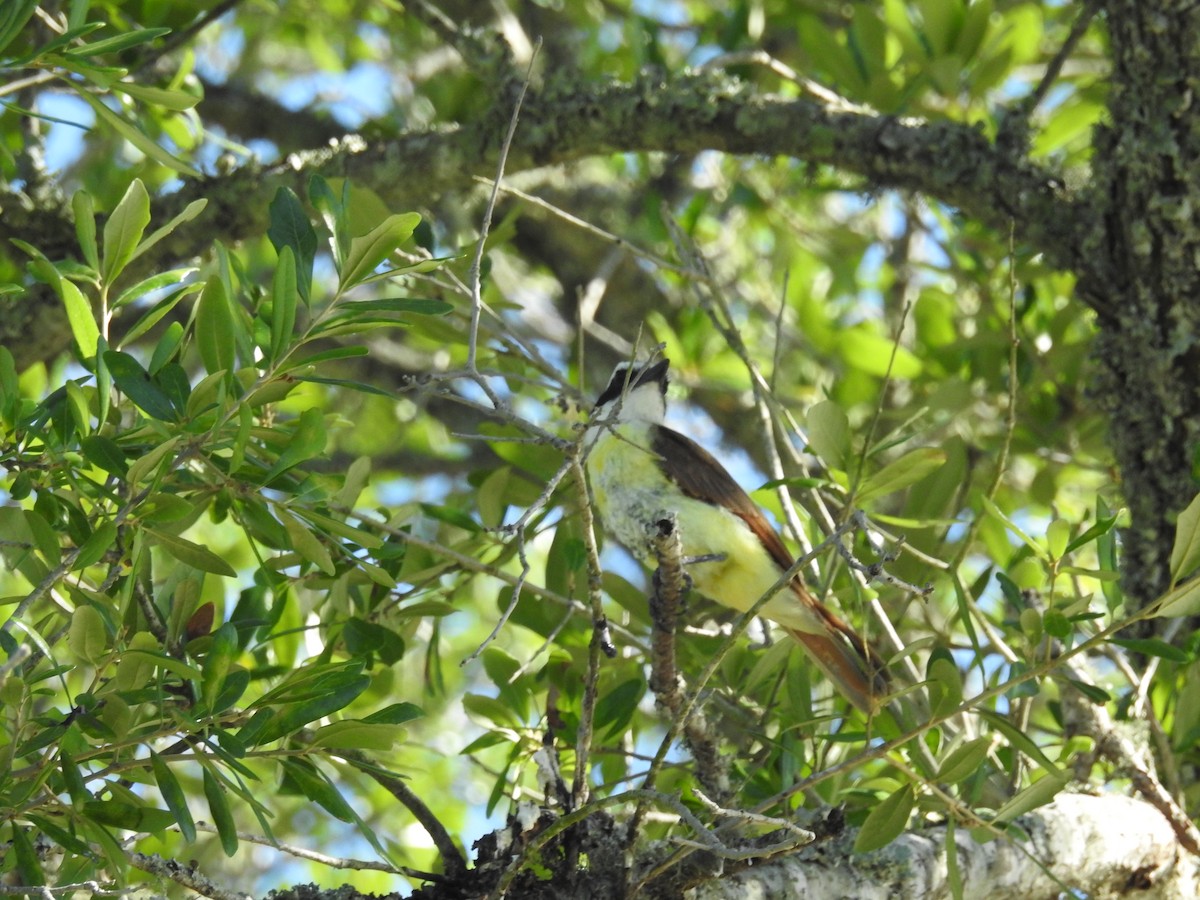 eBird Checklist - 23 Jun 2024 - 1104 Winfield Ln, Kemah US-TX 29.52695 ...
