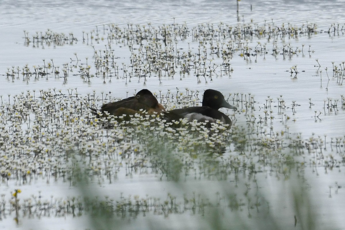 eBird Checklist - 21 Jun 2024 - Berwald Waterfowl Production Area - 18 ...