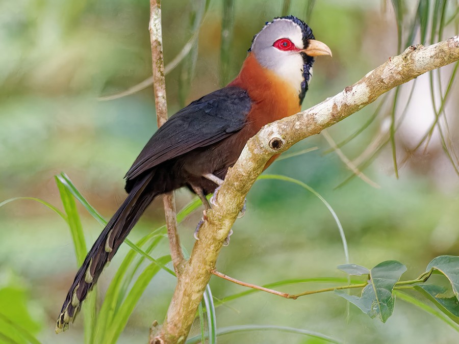 Scale-feathered Malkoha - eBird