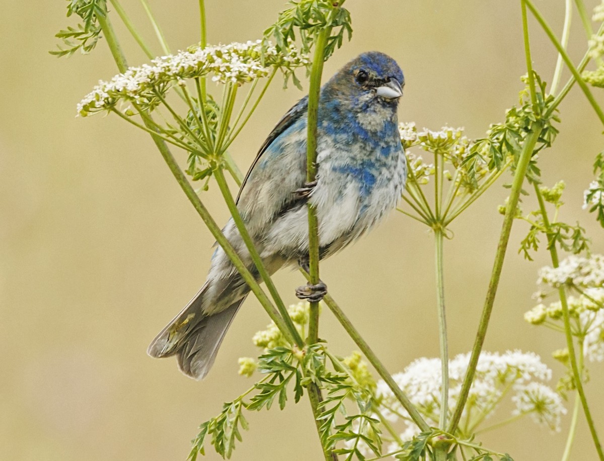 eBird Checklist - 24 Jun 2024 - Palo Corona RP--Front Ranch Unit - 1 ...