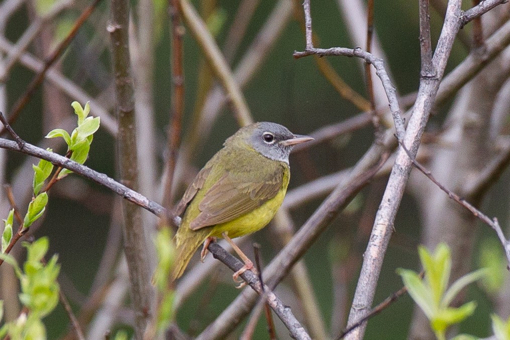 Connecticut x Mourning Warbler (hybrid) - eBird
