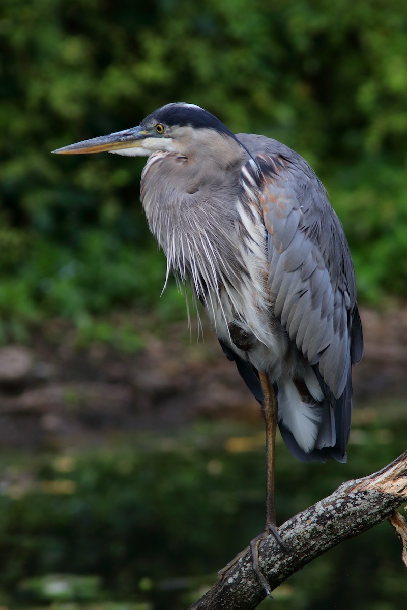 Pennsylvania Bird Atlas Checklist - 24 Jun 2024 - Delaware Canal SP ...