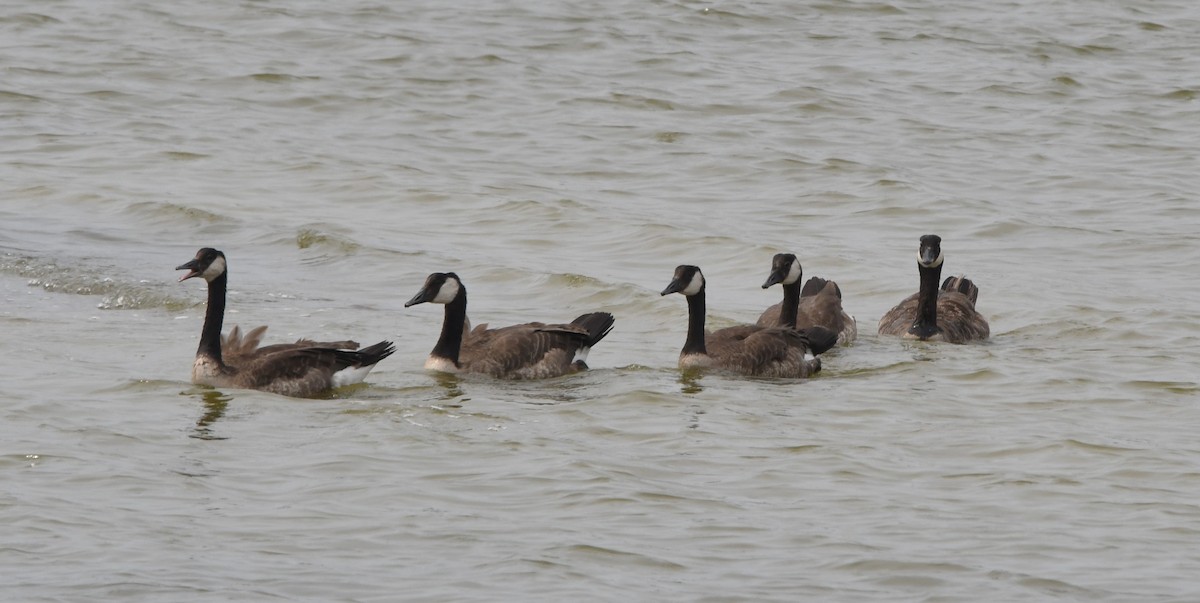 eBird Checklist - 24 Jun 2024 - Pea Island NWR--Salt Flats Wildlife ...