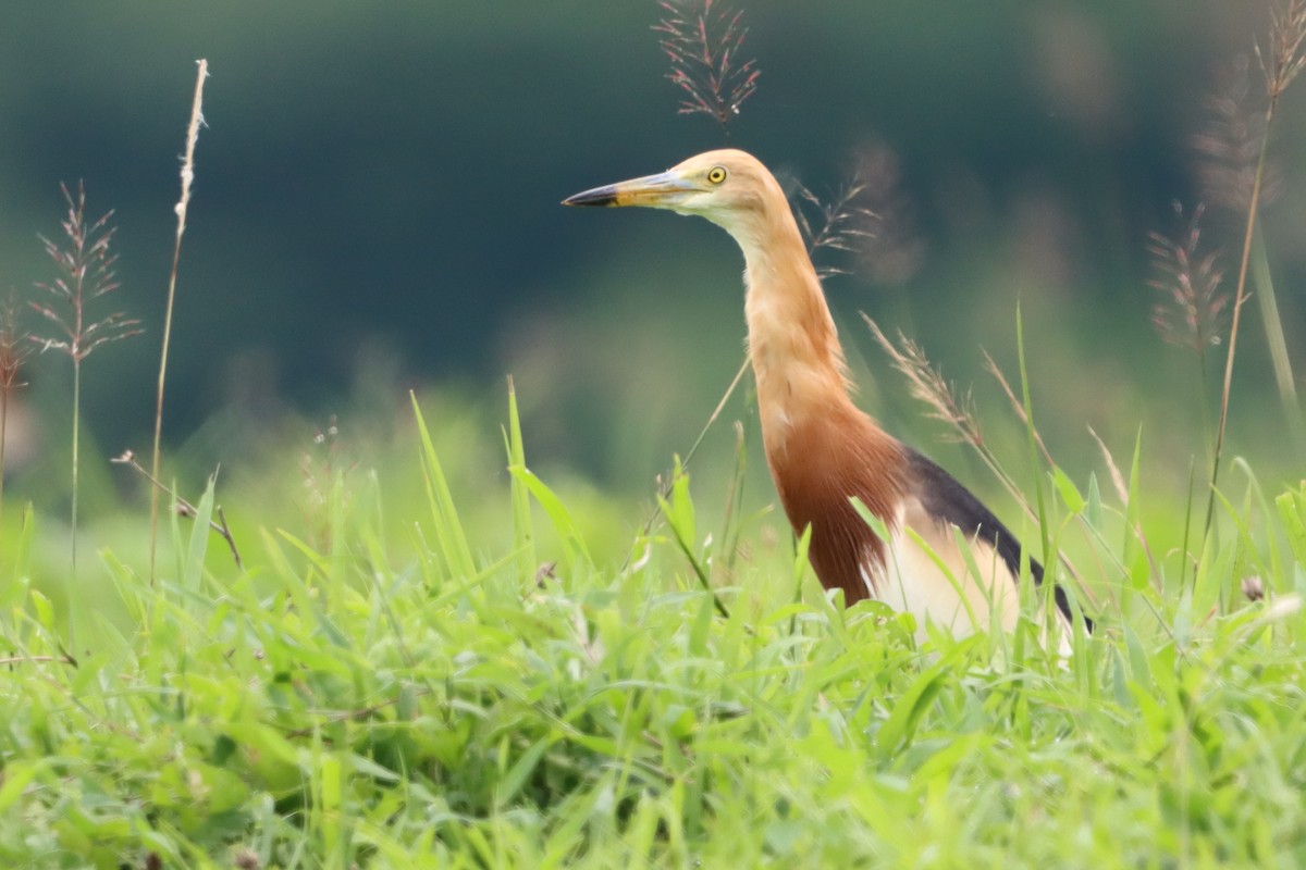 eBird Checklist - 25 Jun 2024 - Ilijan Grasslands, Bago City (450m ...