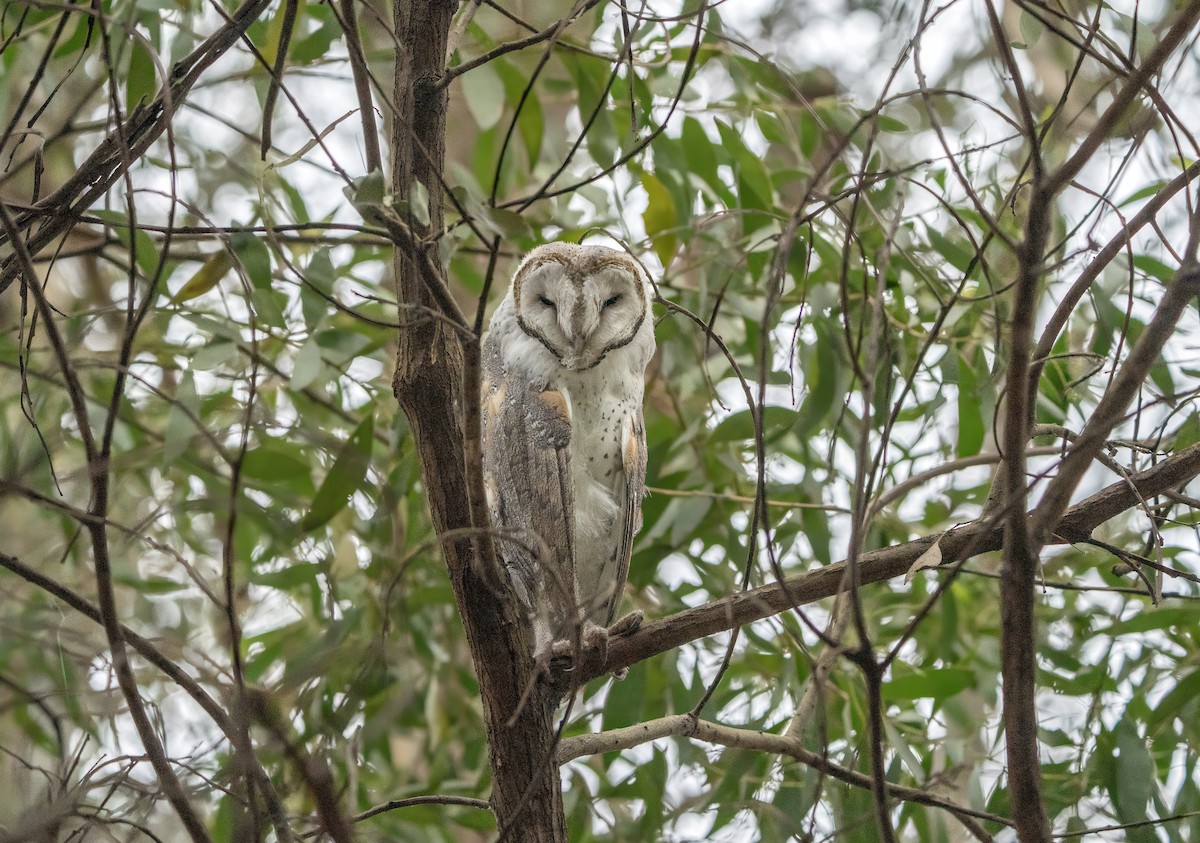 eBird Checklist - 25 Jun 2024 - Peacehaven Botanic Park - 17 species