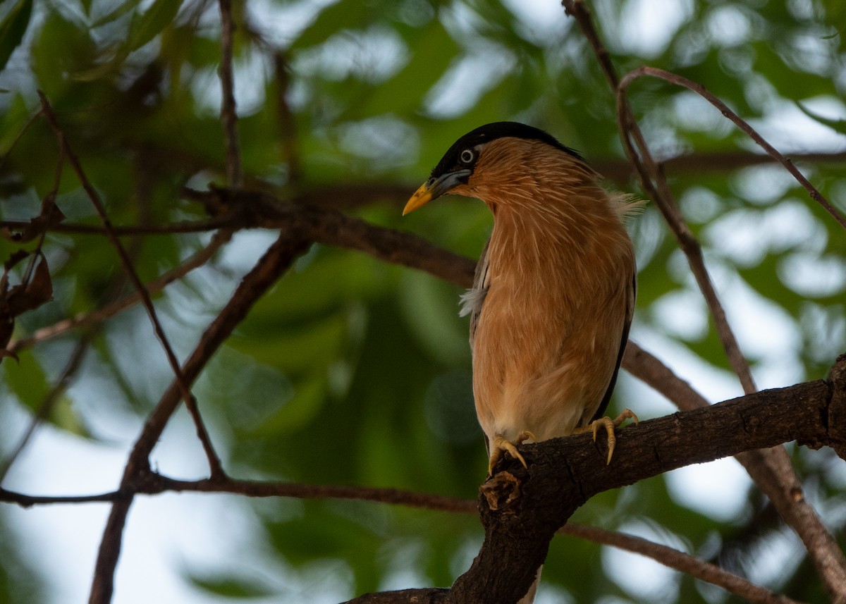 eBird Checklist - 20 Jun 2024 - Sri Vijay Vitthala Temple Area ಶ್ರೀ ...