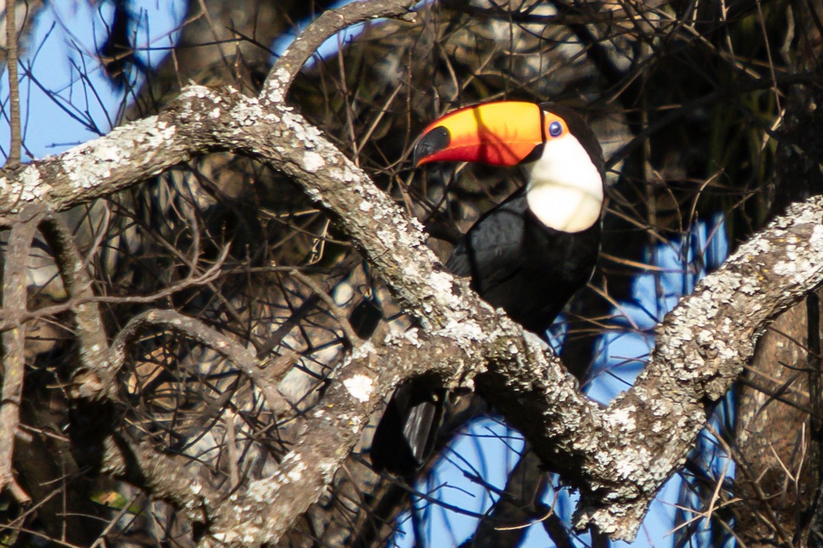 eBird Checklist - 23 Jun 2024 - Casitas de campo Wara Kusi Vaqueros ...