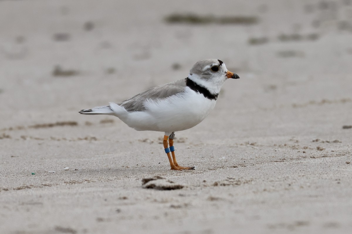 eBird Checklist - 25 Jun 2024 - Wasaga Beach Provincial Park--Piping Plover Beach - 14 species
