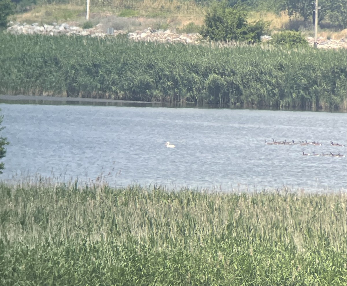 eBird Checklist - 25 Jun 2024 - Thousand Acre Marsh - 37 species