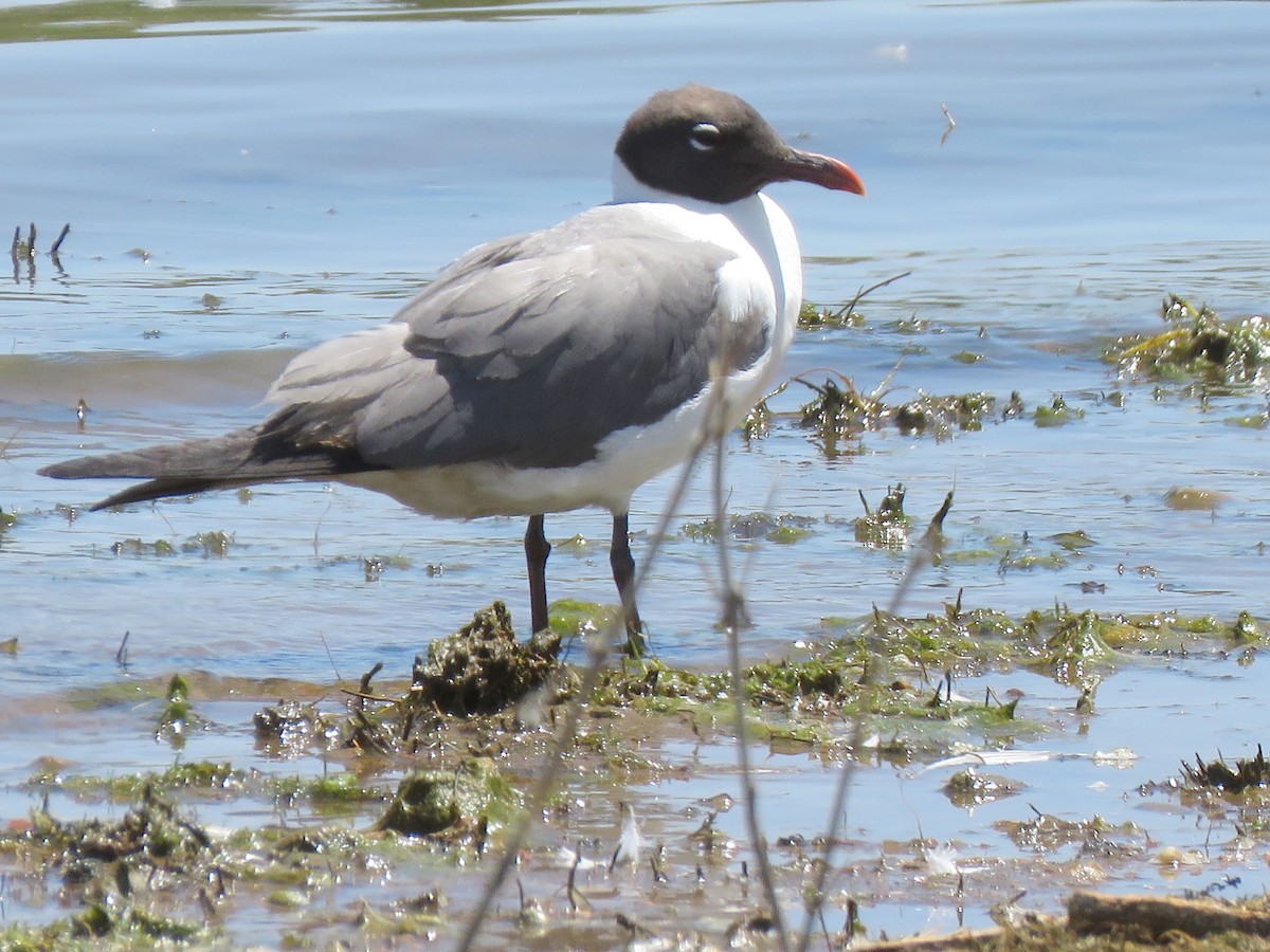 eBird Checklist - 25 Jun 2024 - Chatfield SP--Fox Run Group Picnic Area ...