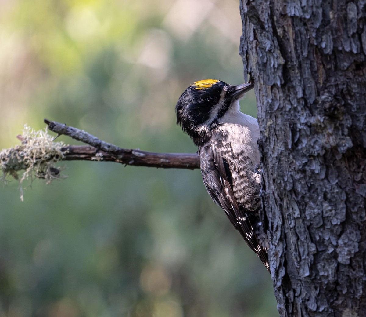 eBird Checklist - 25 Jun 2024 - Moose Bog, Wenlock WMA - 32 species