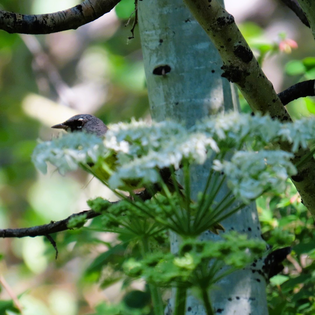 eBird Checklist - 25 Jun 2024 - Alpine Loop Rd. - 10 species