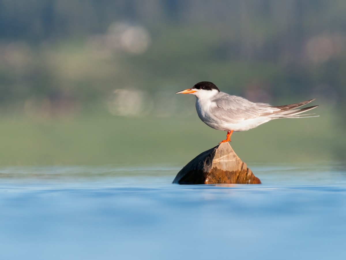 eBird Checklist - 25 Jun 2024 - Georgetown Lake, Grassy Point FAS and ...