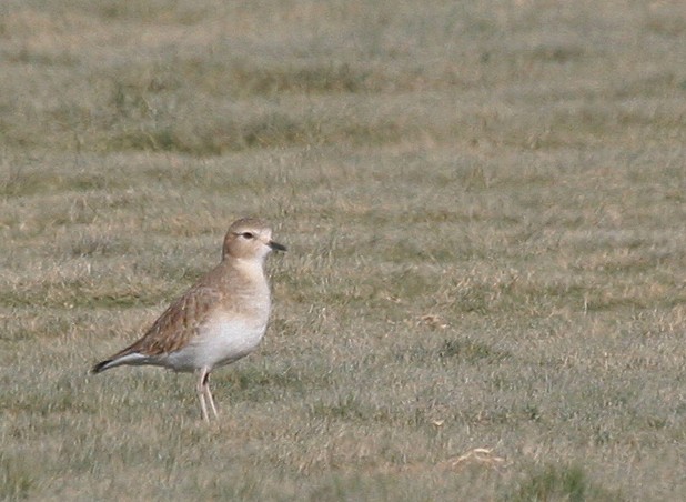 eBird Checklist - 3 Dec 2006 - Evergreen Turf Sod Farm--Tweedy/Pretzer ...