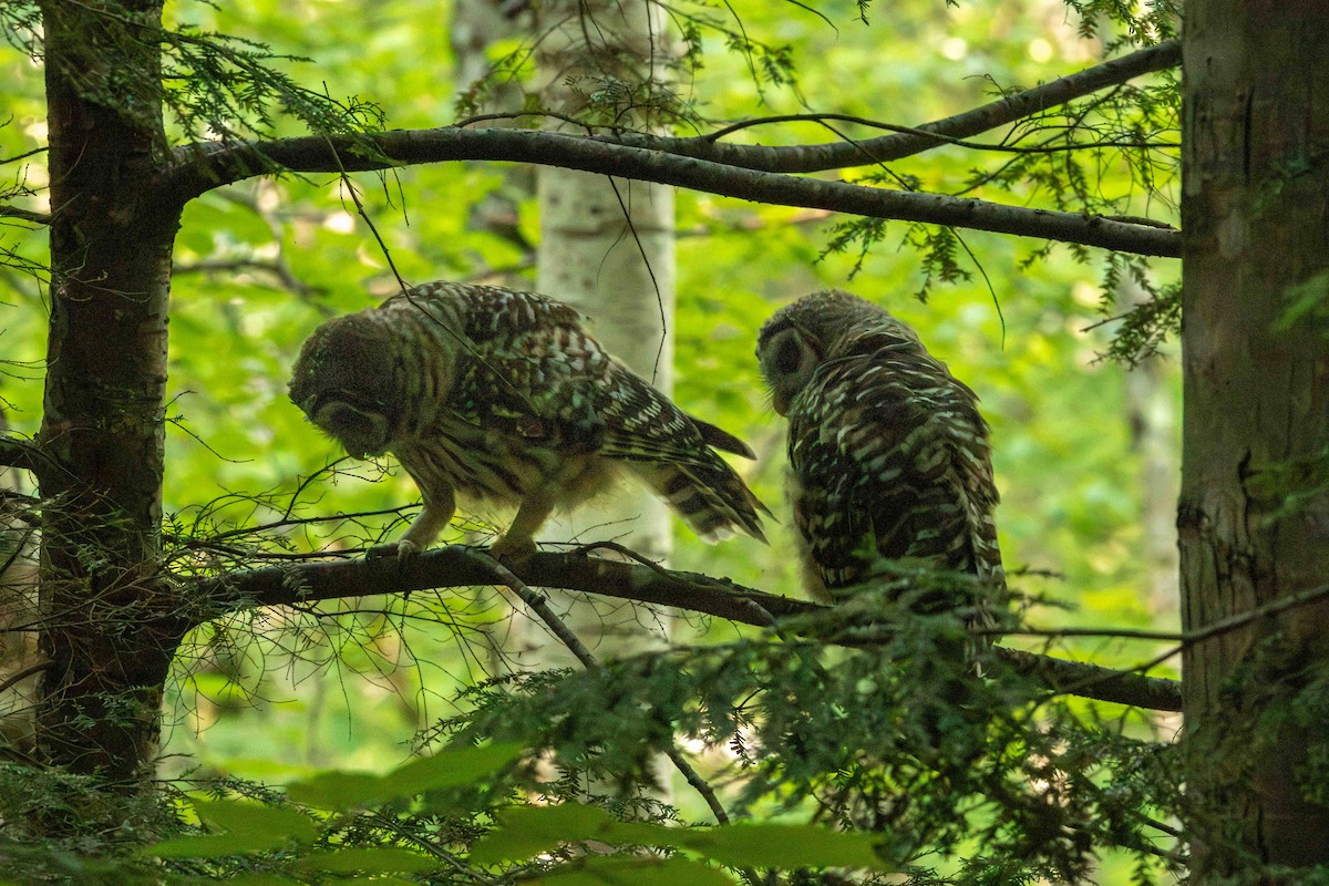 eBird Checklist - 25 Jun 2024 - Acadia NP--Jesup Path - 26 species