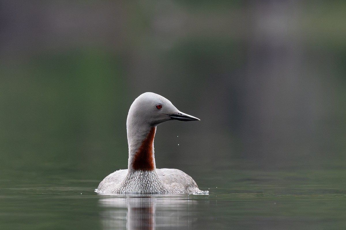 eBird Checklist - 25 Jun 2024 - Ketchikan--Gravina Island-Bostwick Lake ...
