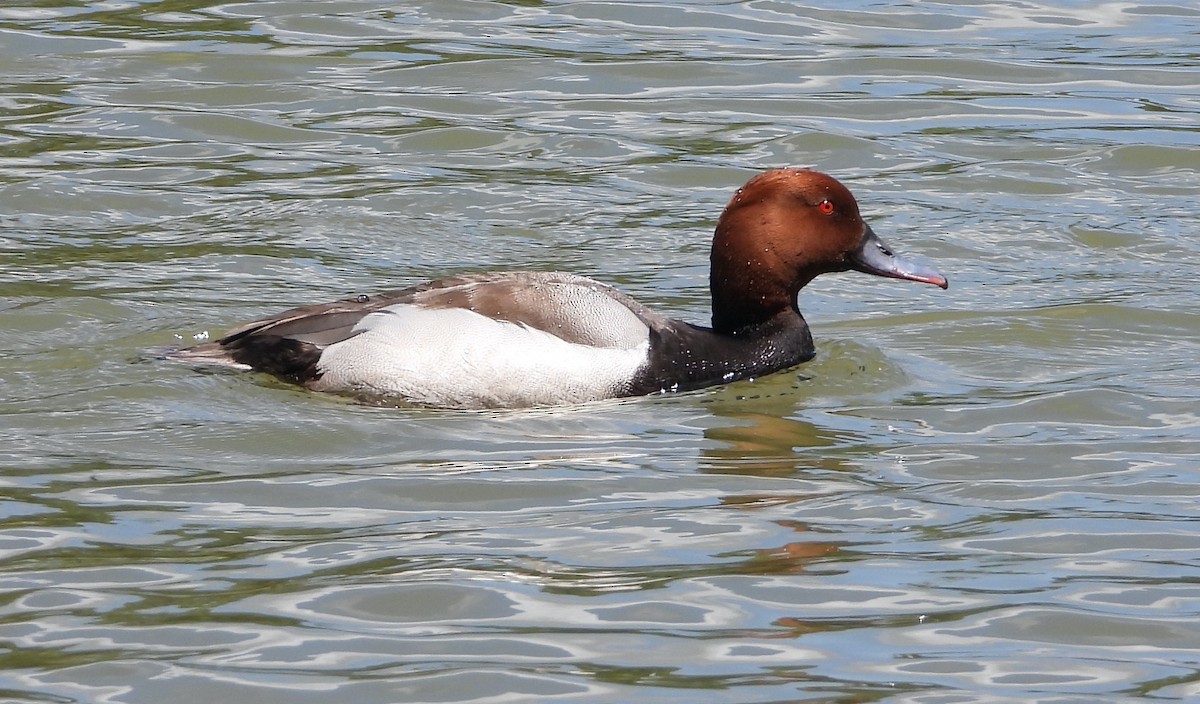Pato colorado x Porrón europeo (híbrido) - eBird