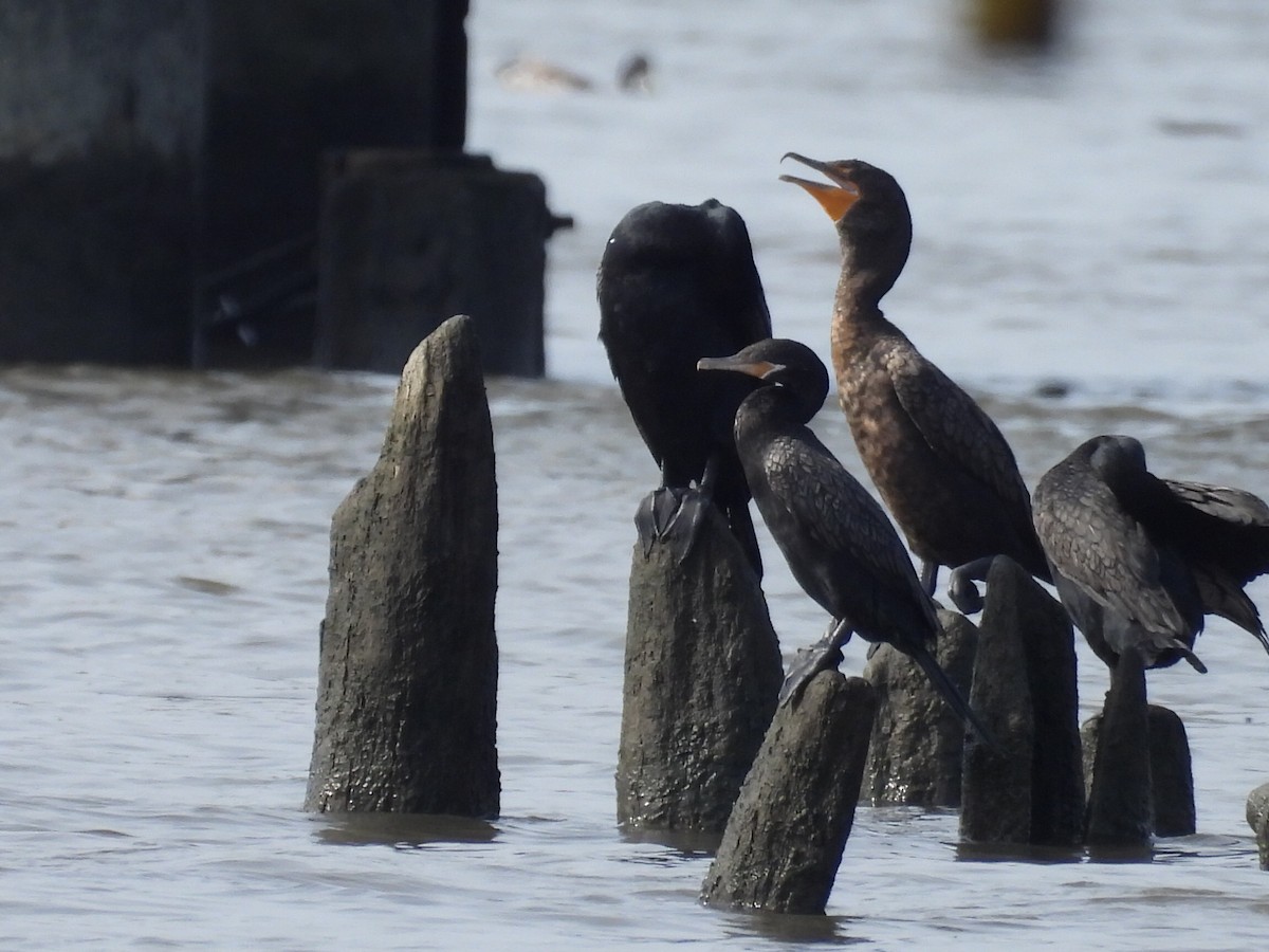 New York Breeding Bird Atlas Checklist - 26 Jun 2024 - QUASSAIC CREEK ...