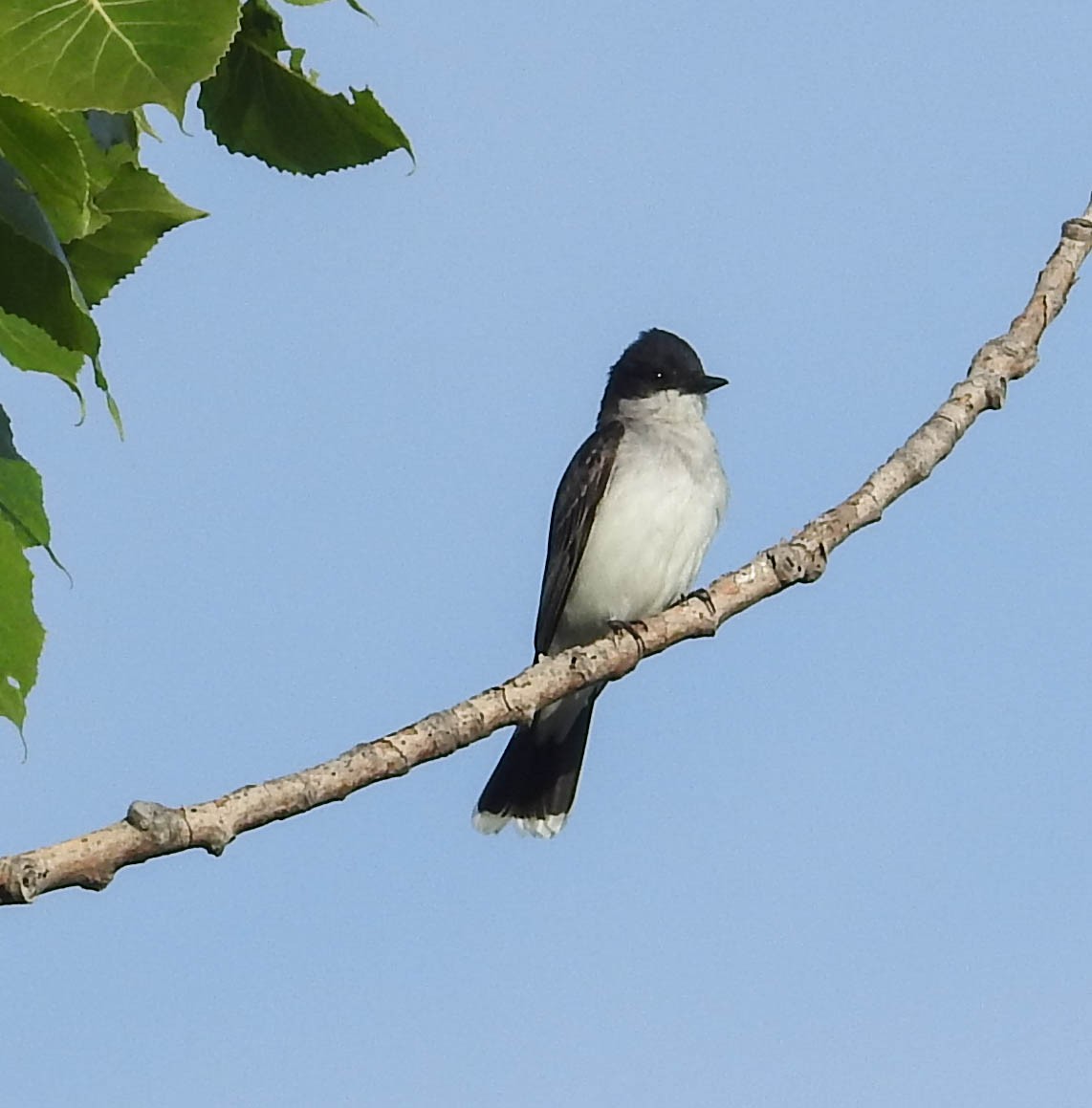 eBird Checklist - 26 Jun 2024 - Fifty Point CA (Niagara side) - 25 species