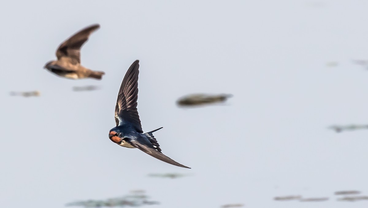 eBird Checklist - 22 Dec 2015 - Deepor Beel--Watch Tower - 21 species ...