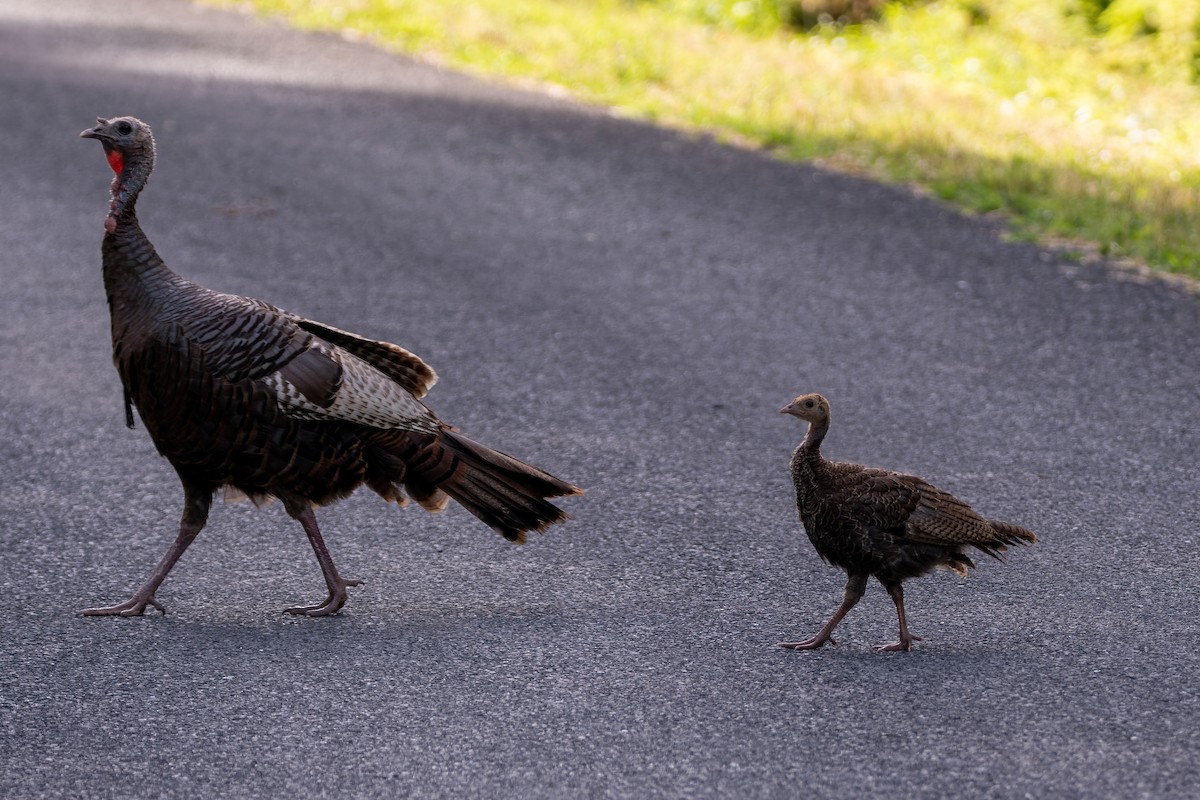 Pennsylvania Bird Atlas Checklist - 26 Jun 2024 - State Game Lands 110 ...