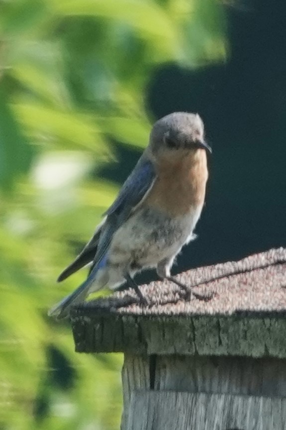 eBird Checklist - 26 Jun 2024 - Prime Hook NWR--Headquarters area - 30 ...