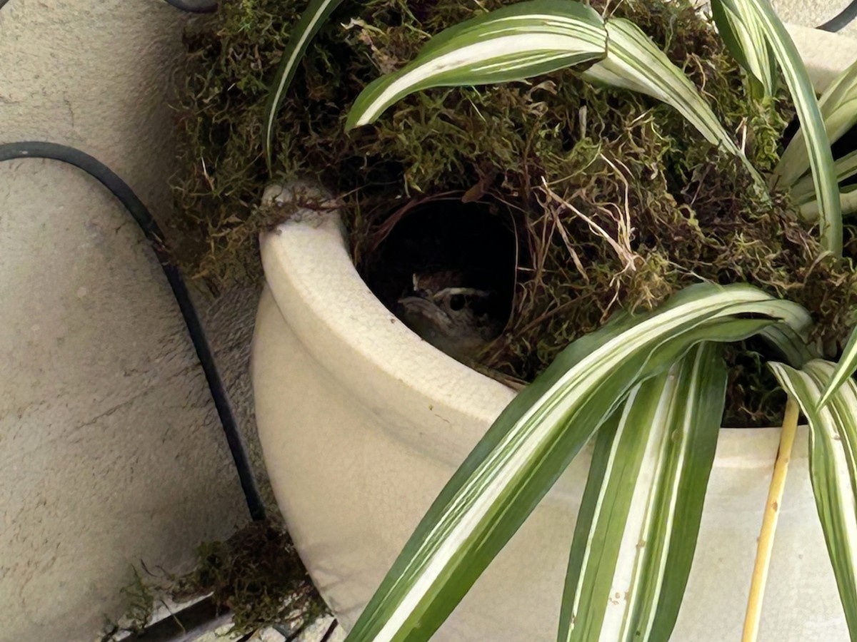 Pennsylvania Bird Atlas Checklist - 26 Jun 2024 - Dreamcatcher Farm - Home - 25 species