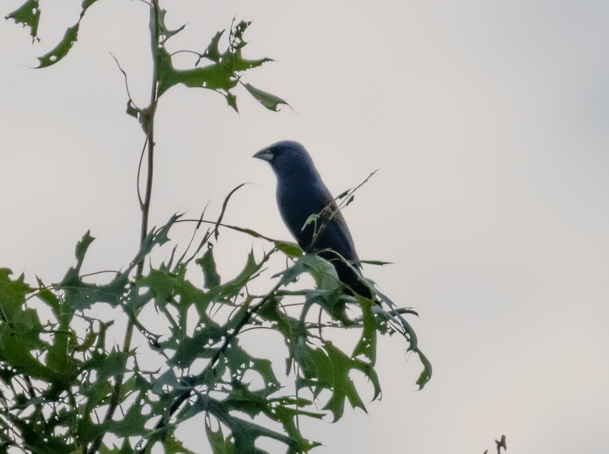 eBird Checklist - 25 Jun 2024 - Spring Green Preserve--East - 34 species