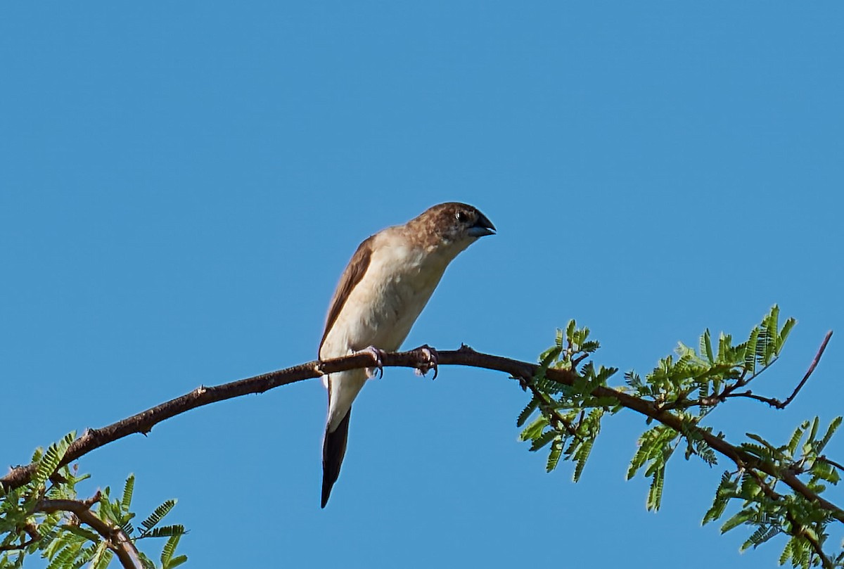 eBird Checklist - 27 Jun 2024 - Prescott Preserve (includes former ...