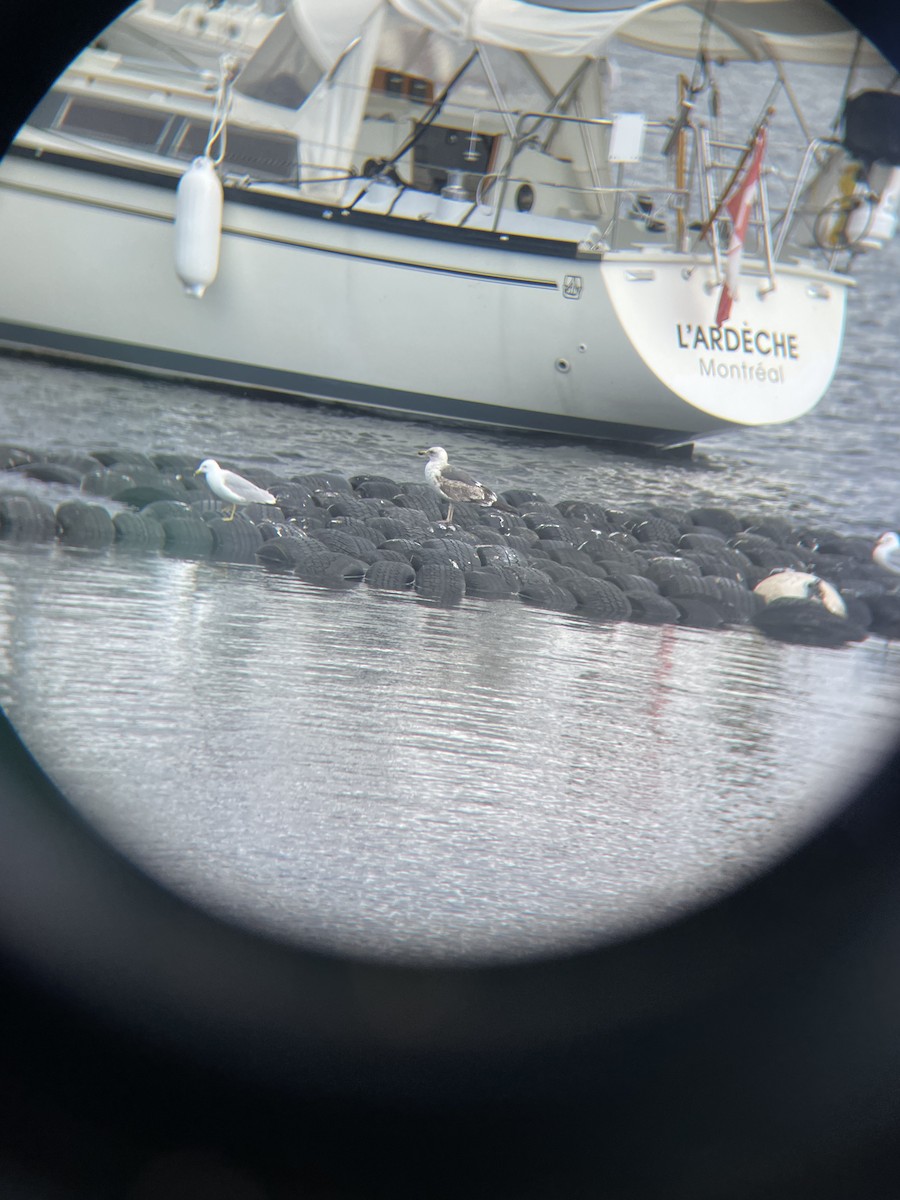 New York Breeding Bird Atlas Checklist - 27 Jun 2024 - Gilbert Brook ...