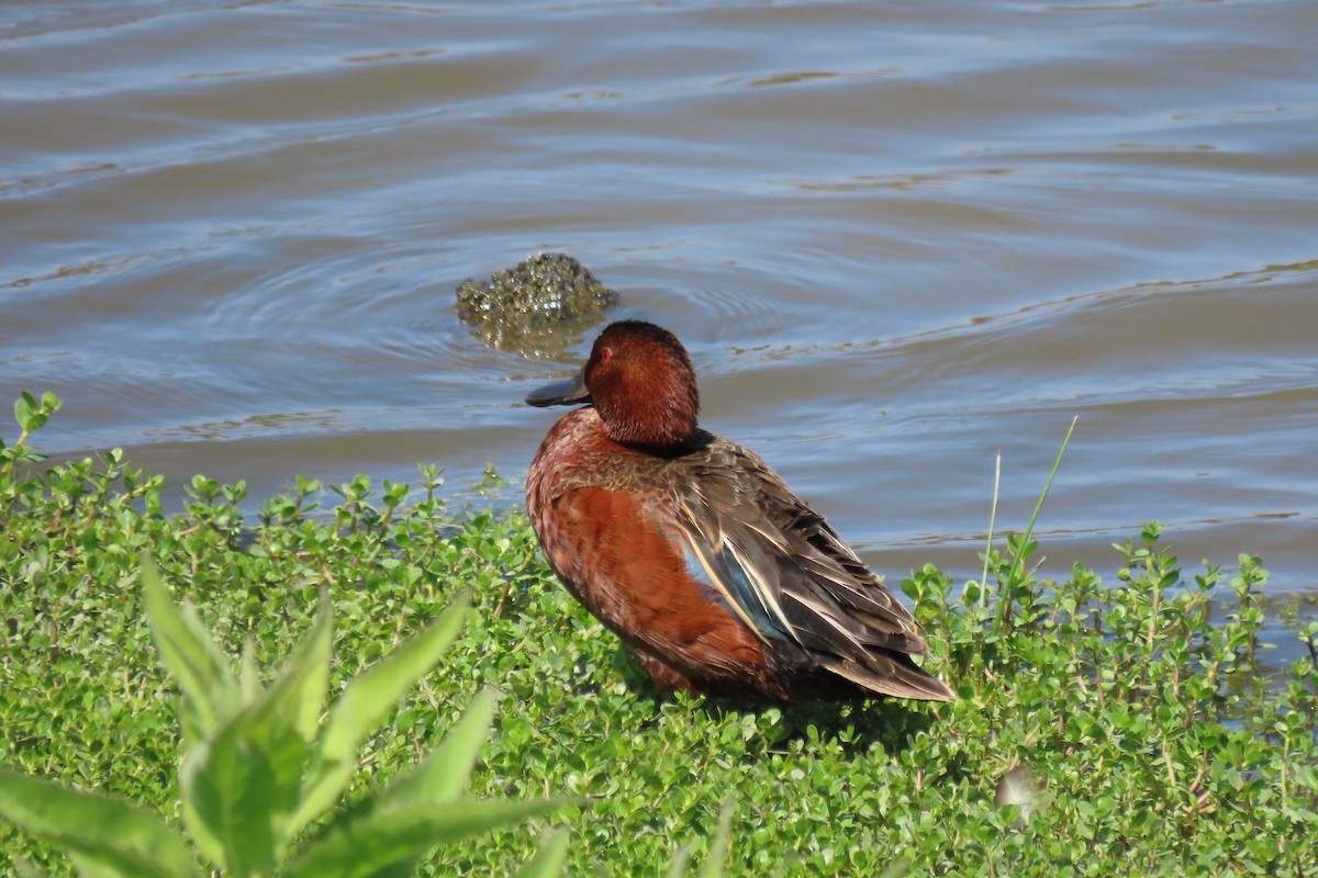 eBird Checklist - 27 Jun 2024 - IRWD San Joaquin Marsh & Wildlife ...